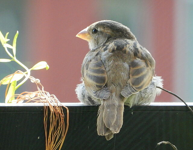 House Sparrow
