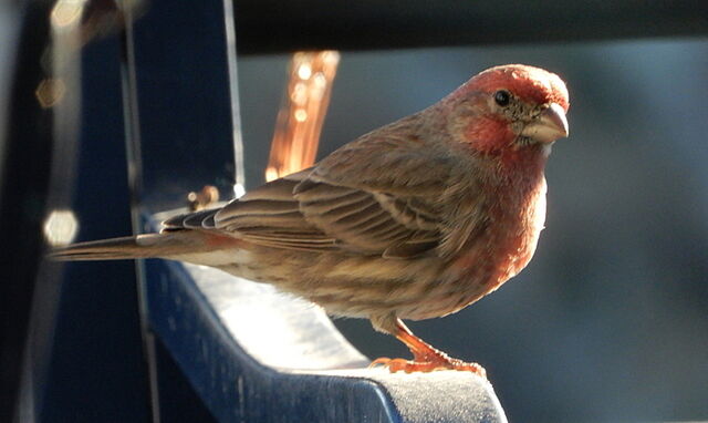 House Finch