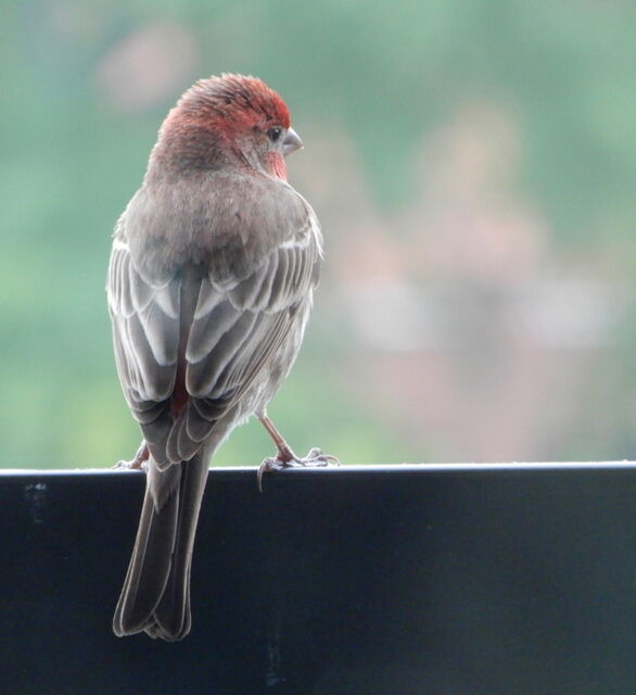 House Finch