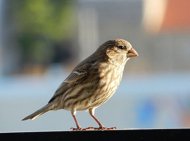 House Finch