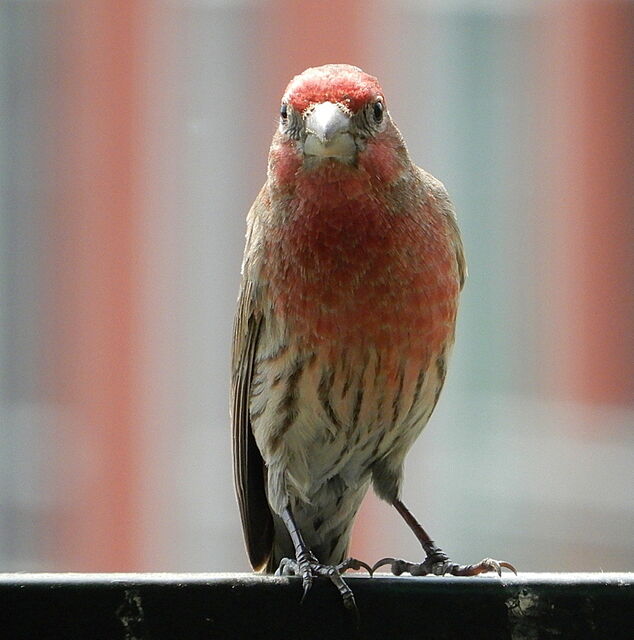 House Finch