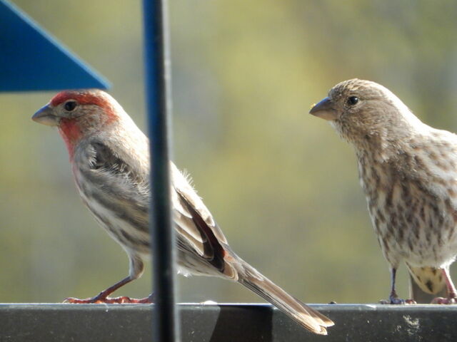 House Finch