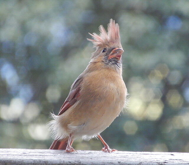 Northern Cardinal