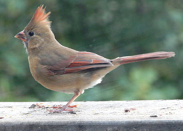 Northern Cardinal
