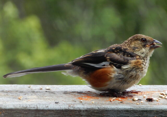 Eastern Towhee