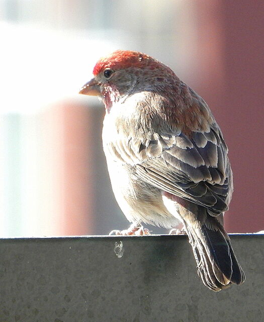 House Finch