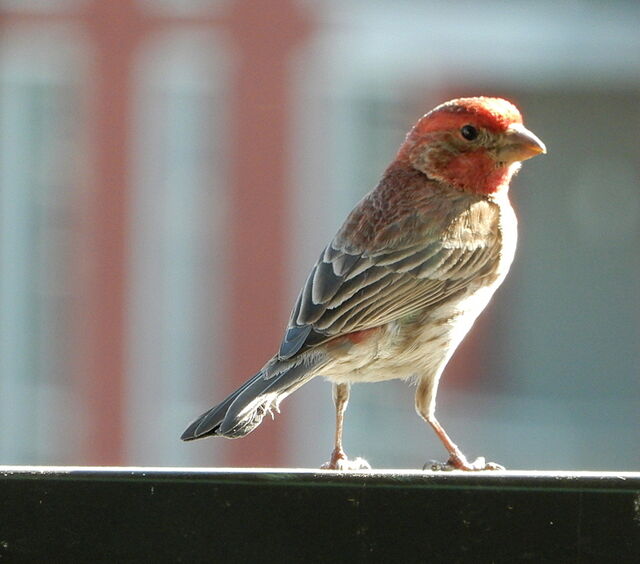 House Finch
