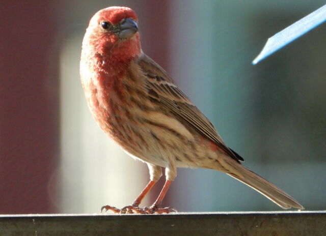 House Finch