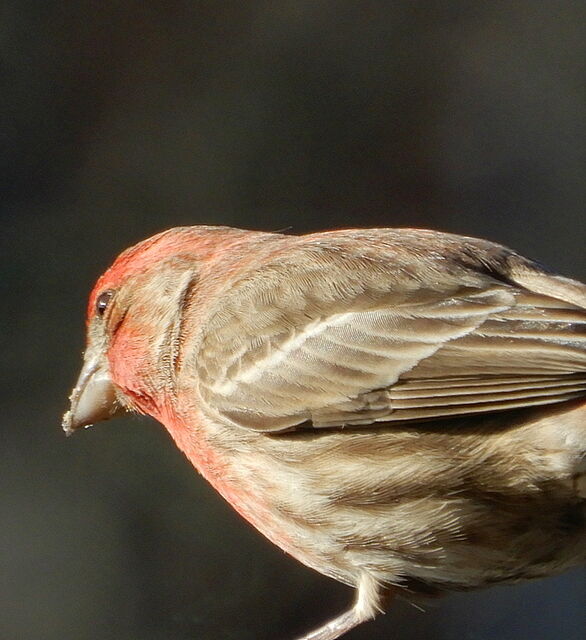 House Finch