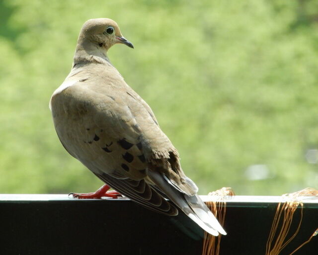 Mourning Dove