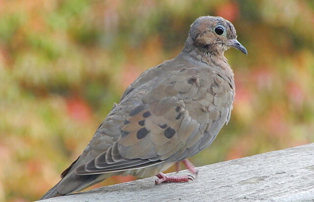 Mourning Dove