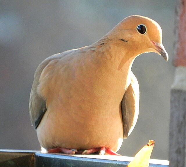 Mourning Dove