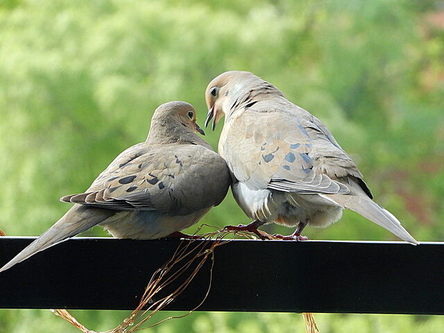 Mourning Dove