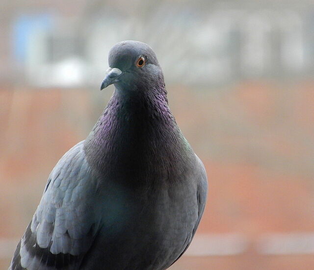 Rock Pigeon