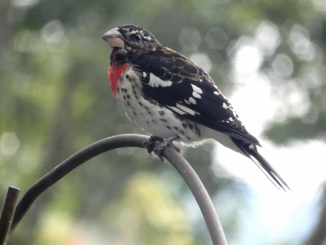 Rose-breasted Grosbeak