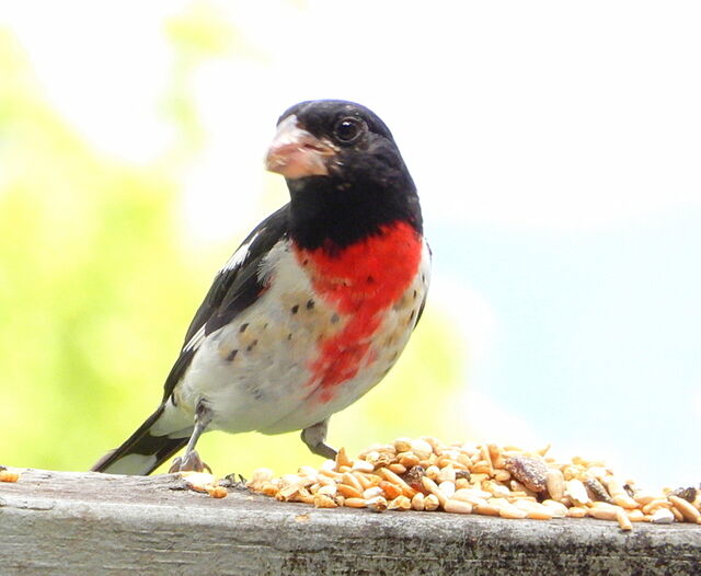 Rose-breasted Grosbeak
