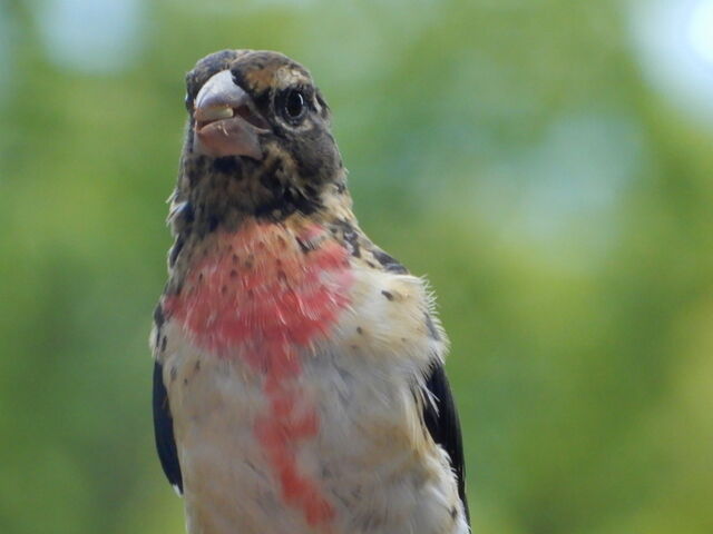 Rose-breasted Grosbeak