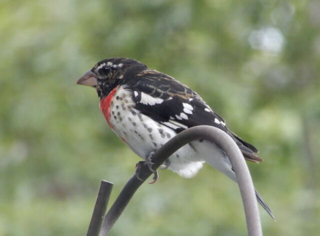 Rose-breasted Grosbeak