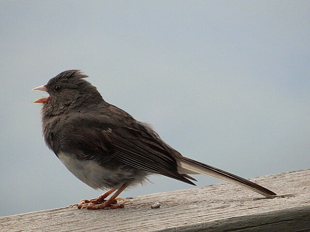 Dark-eyed Junco