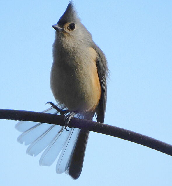 Tufted Titmouse