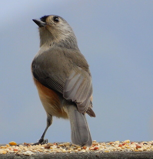 Tufted Titmouse