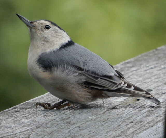 White-breasted Nuthatch