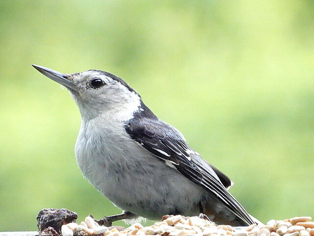 White-breasted Nuthatch