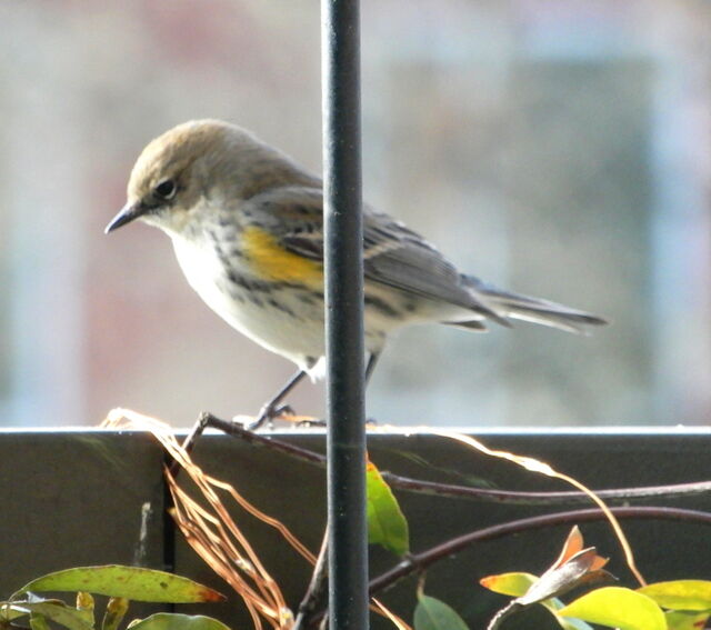 Yellow-rumped Warbler