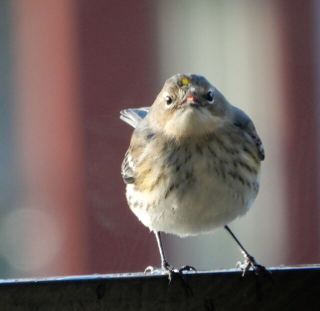 Yellow-rumped Warbler