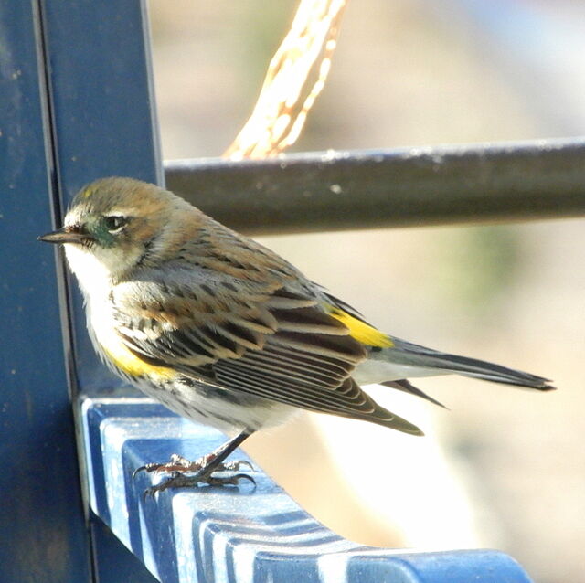 Yellow-rumped Warbler