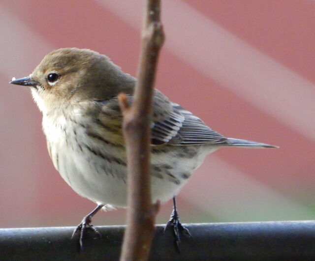 Yellow-rumped Warbler