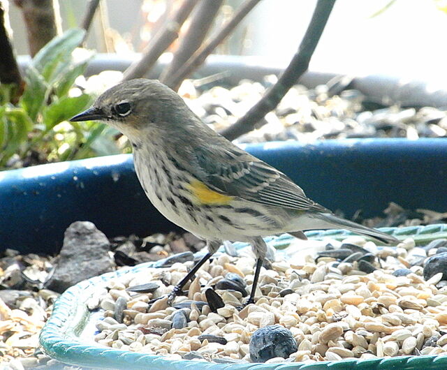 Yellow-rumped Warbler