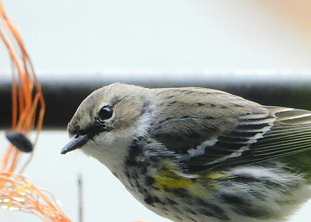 Yellow-rumped Warbler
