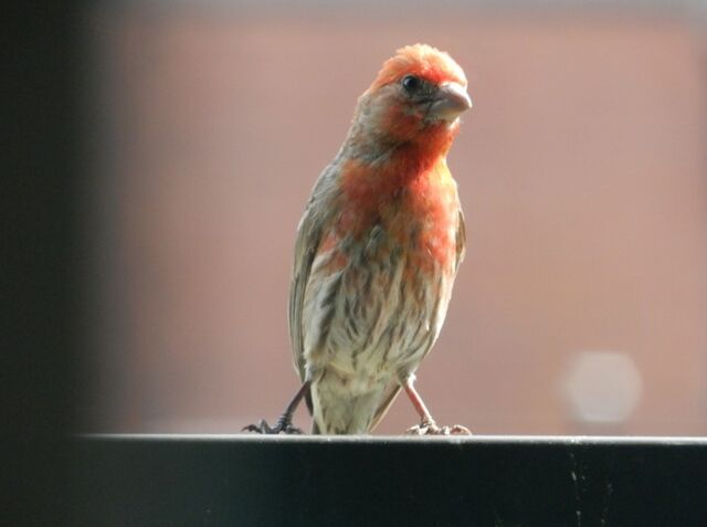 House Finch