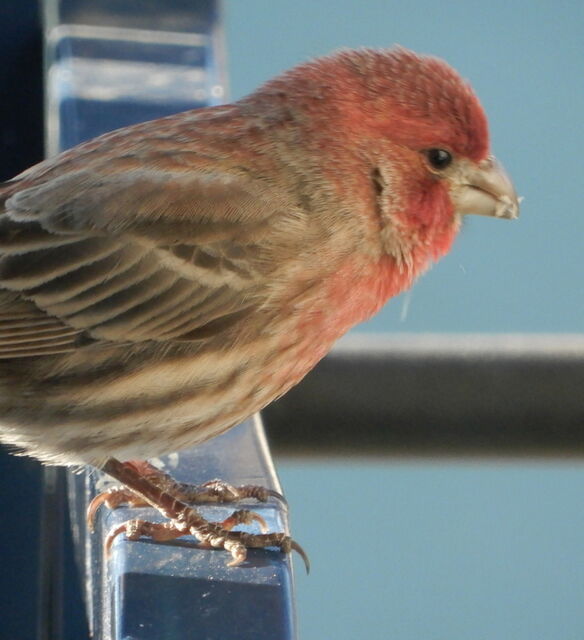 House Finch