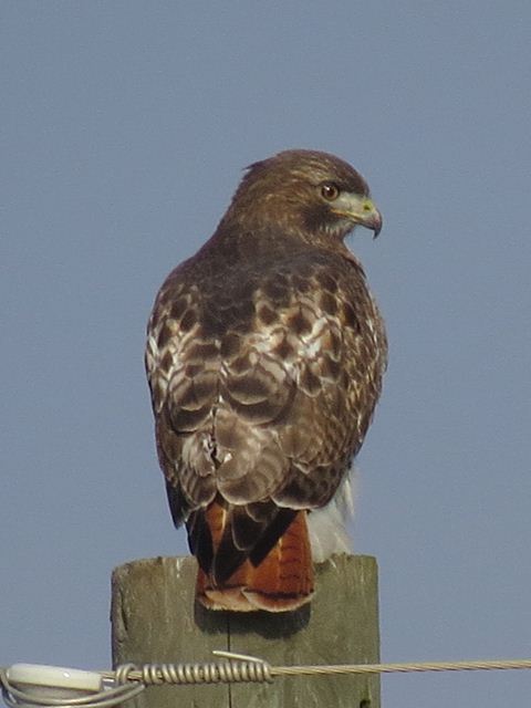 Red-tailed Hawk