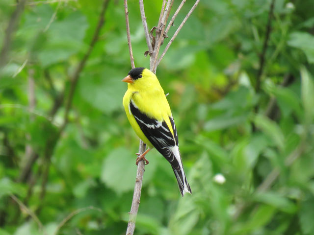 American Goldfinch