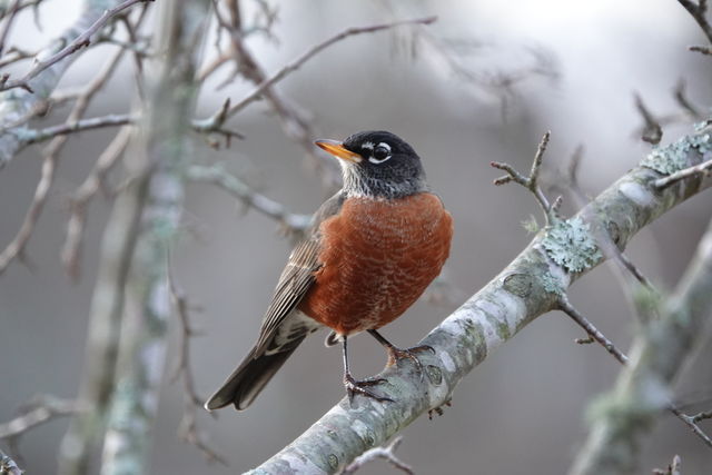 American Robin