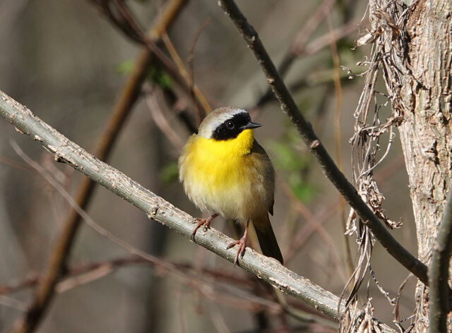 Common Yellowthroat