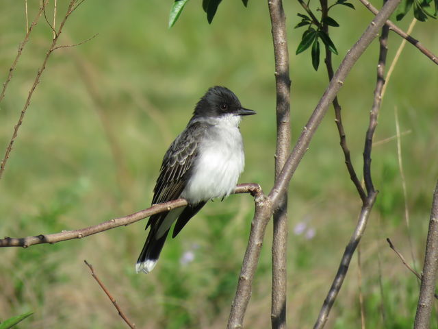 Eastern Kingbird
