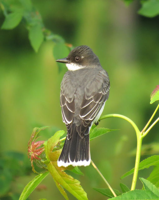 Eastern Kingbird