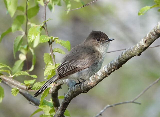 Eastern Phoebe