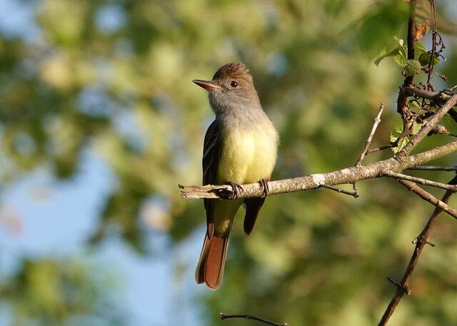 Great Crested Flycatcher