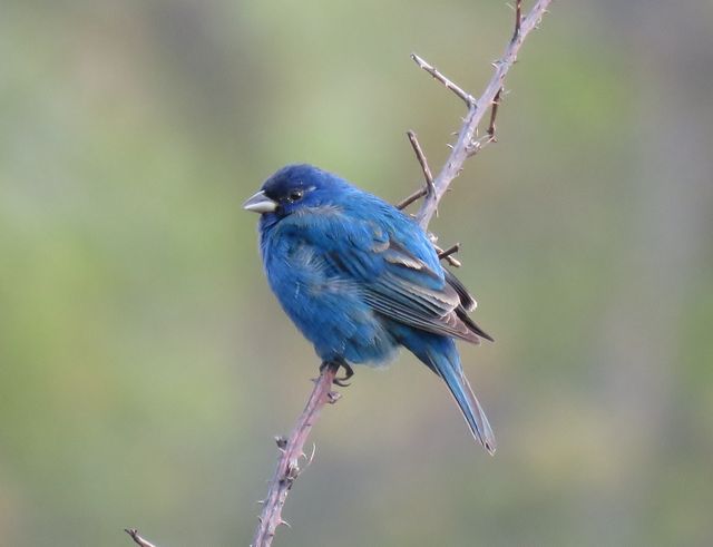 Indigo Bunting