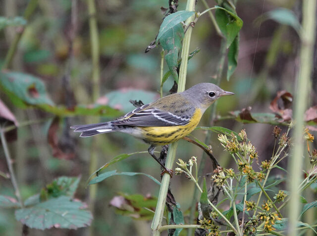 Magnolia Warbler