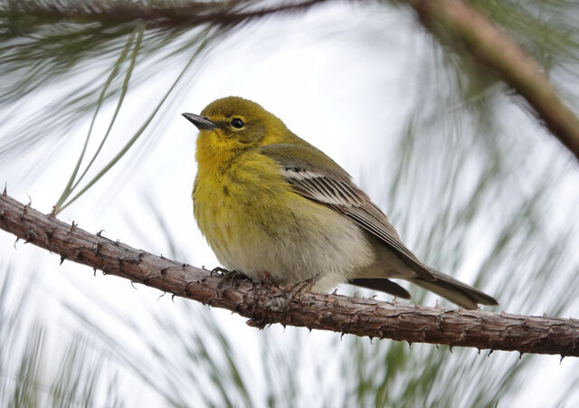 Pine Warbler