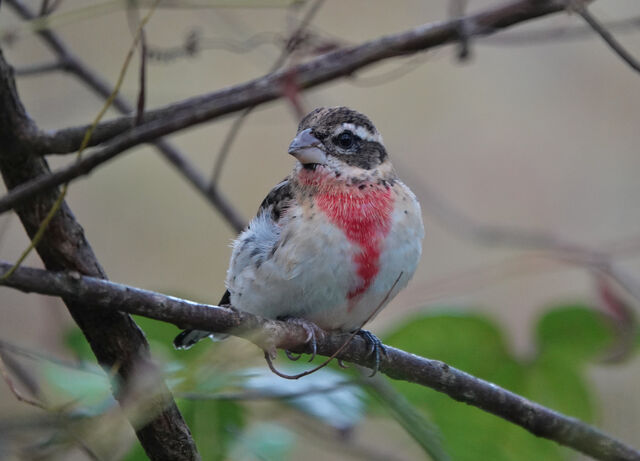 Rose-breasted Grosbeak