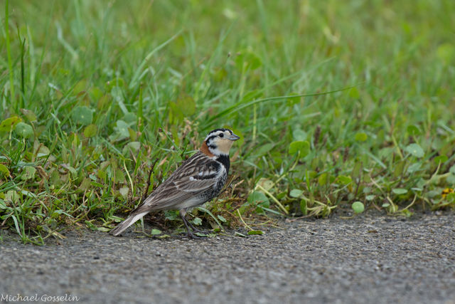 Chestnut-collared Longspur