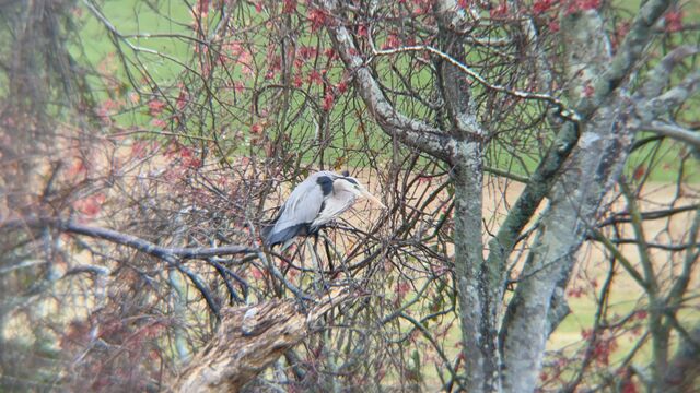 Great Blue Heron