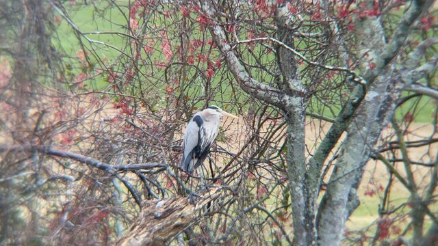 Great Blue Heron